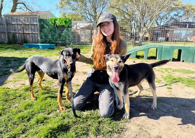 Dog for adoption - Maggie the mini Dobie, a Doberman Pinscher ...