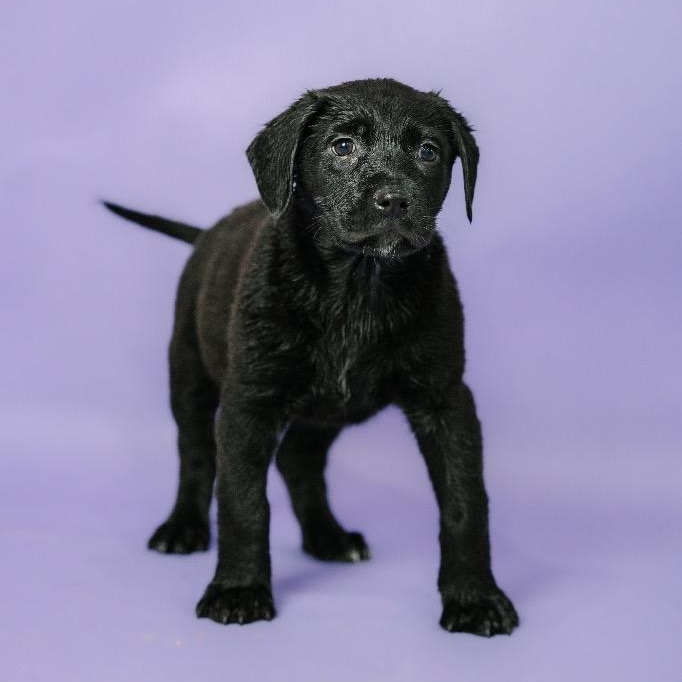 Dog for adoption - Boo Berry, a Black Labrador Retriever in Bellevue ...