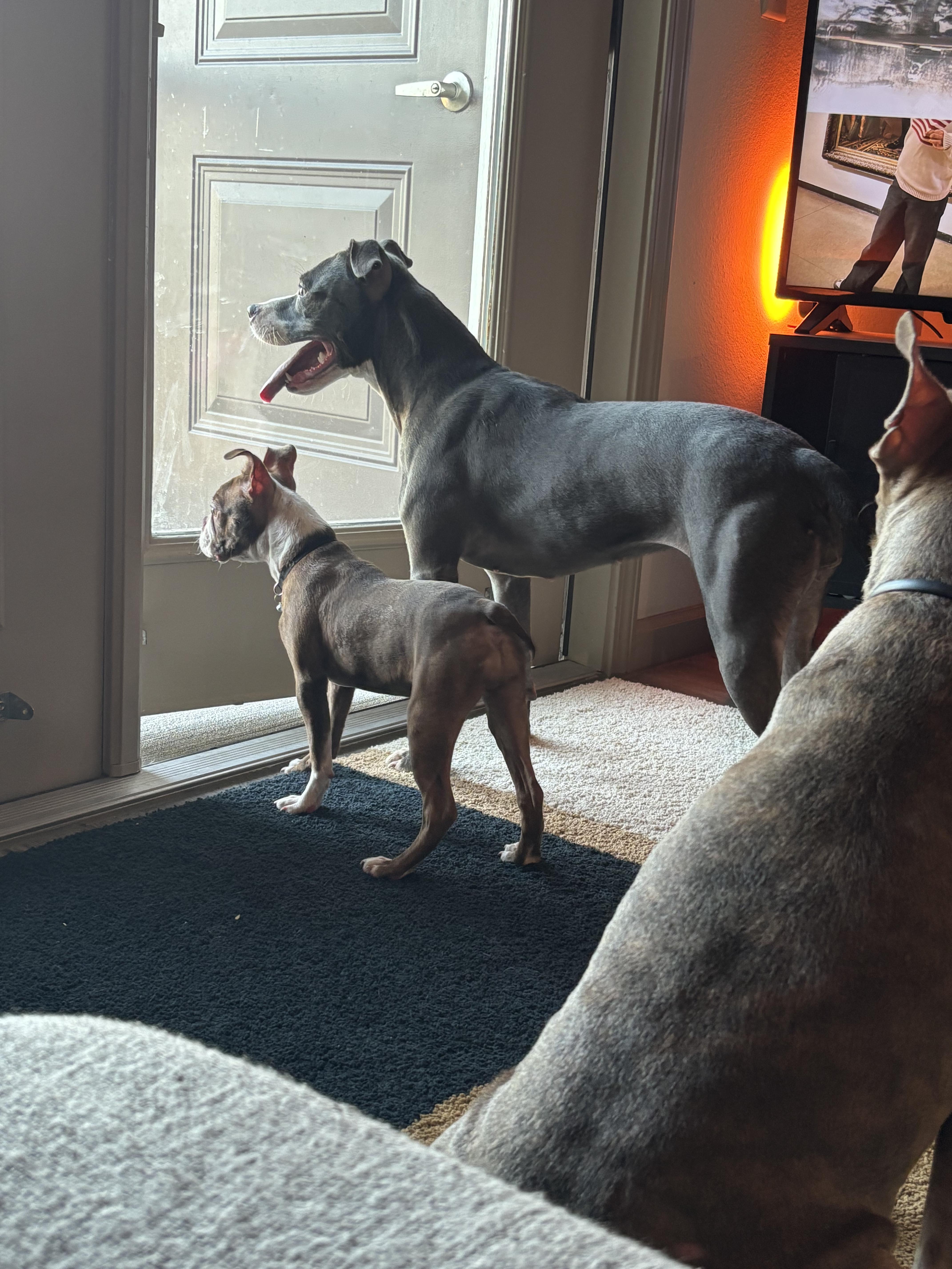 Dog for adoption - Blossom, a Mixed Breed in Evans City, PA | Petfinder