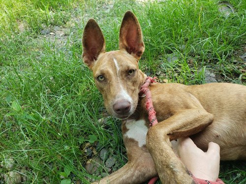 Dog for adoption - Sienna, a Mixed Breed in Edmonton, AB | Petfinder