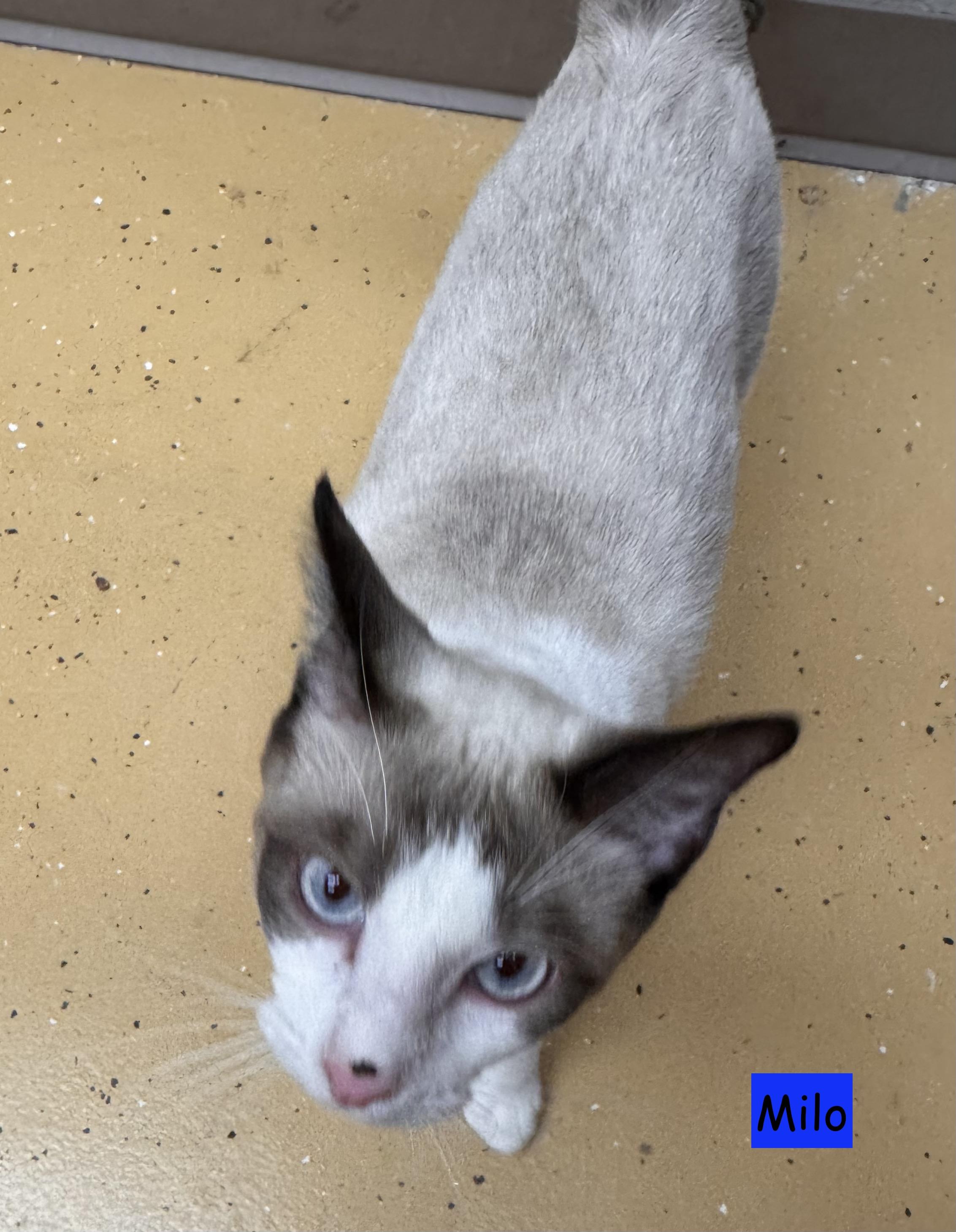 Cat for adoption - Sophie & Milo, a Ragdoll in Ladonia, TX | Petfinder