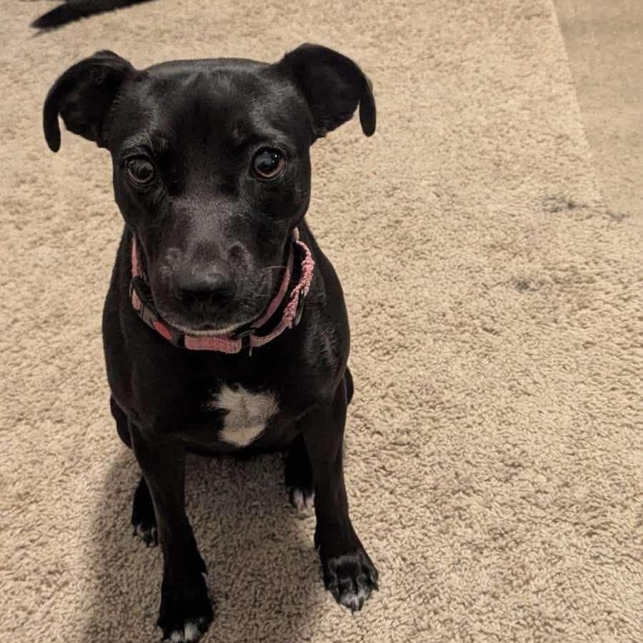 Dog for adoption - Nebula, a Labrador Retriever Mix in Williston, VT ...