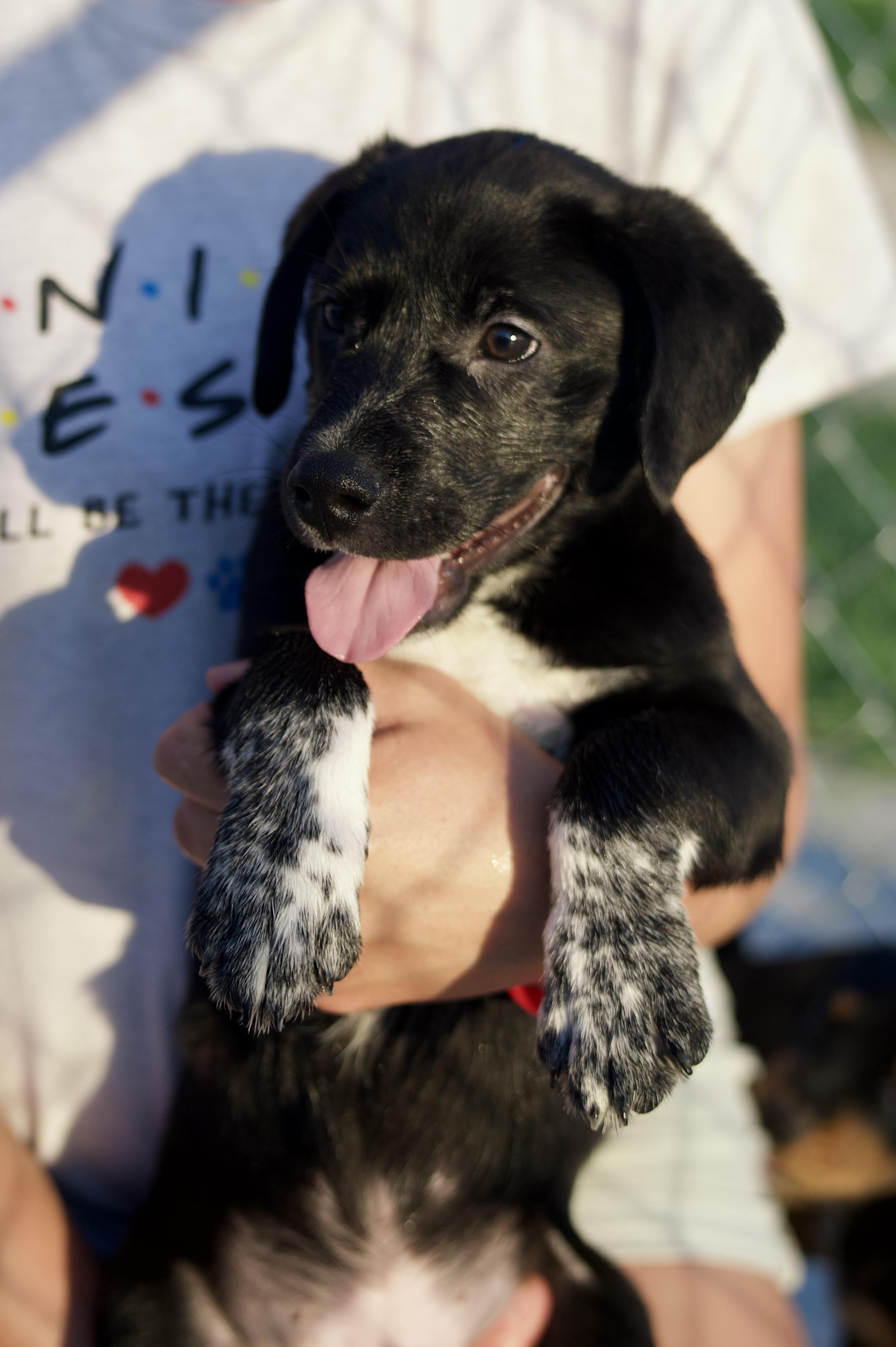 Dog for adoption - Pugsley, a Labrador Retriever & Pointer Mix in ...