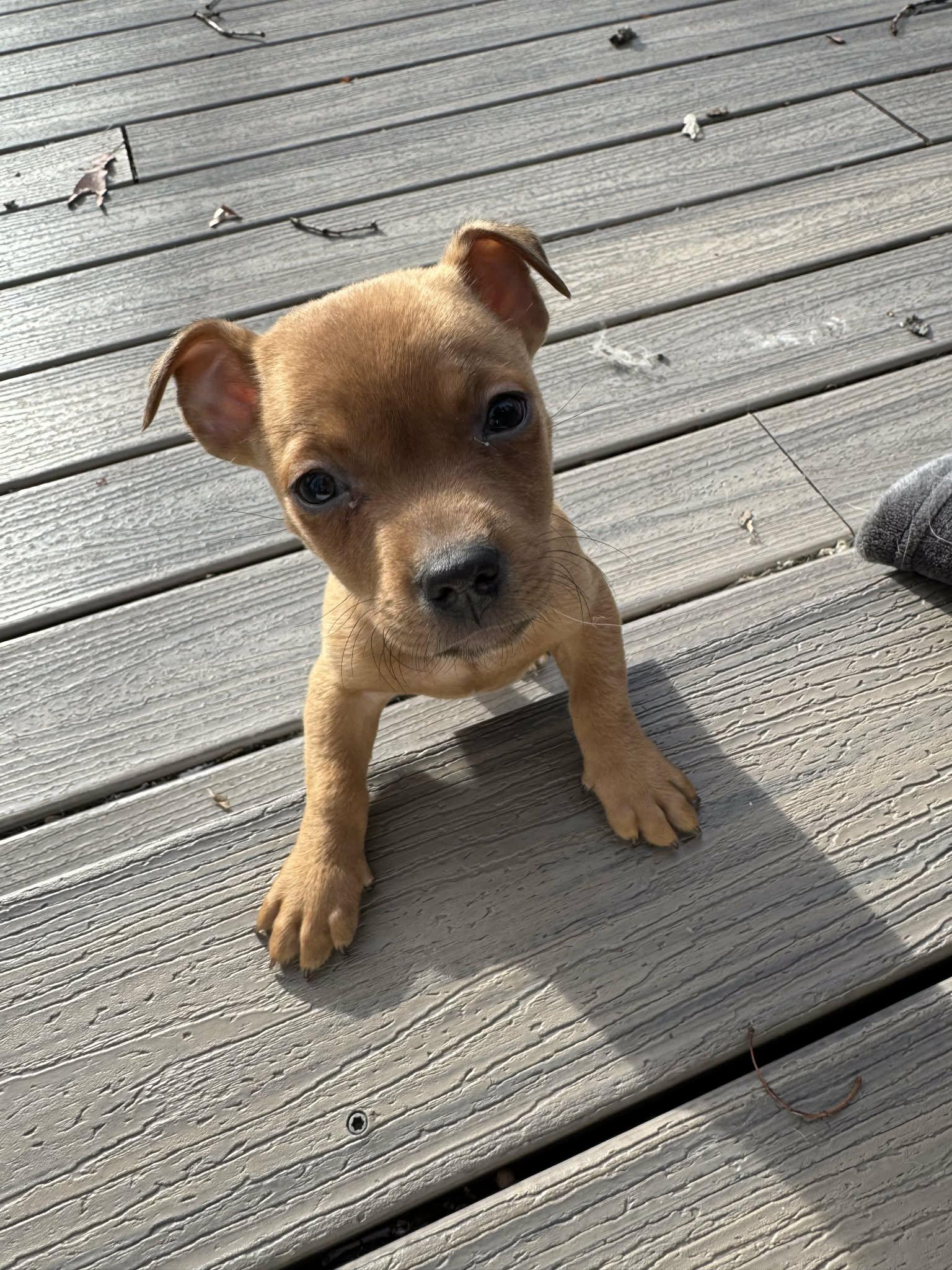 Zephyr - Adoptable Pet | Petfinder | Petfinder