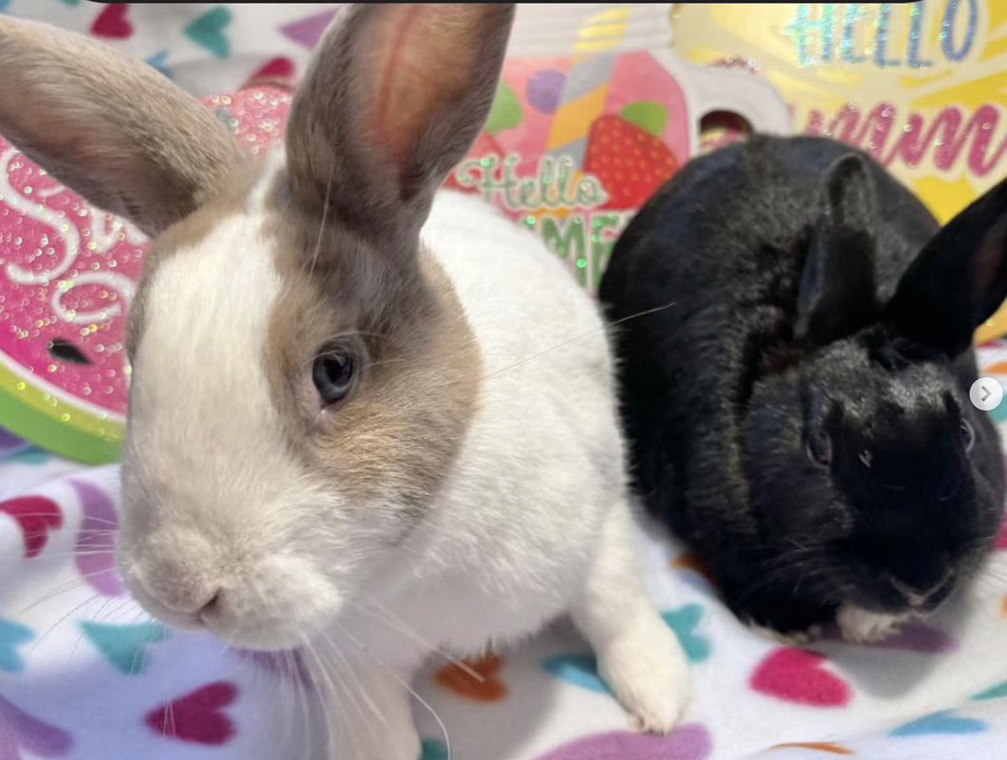 Rabbit for adoption - Jonny and Delilah, an American in Irvine, CA ...