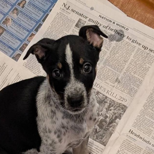 Dog for adoption - Tex KB, an Australian Cattle Dog / Blue Heeler & Rat ...