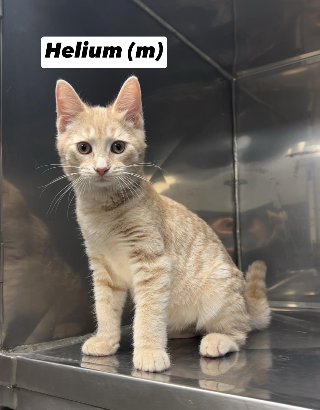 Cat for adoption - Helium, a Domestic Short Hair in Montville, NJ | Petfinder