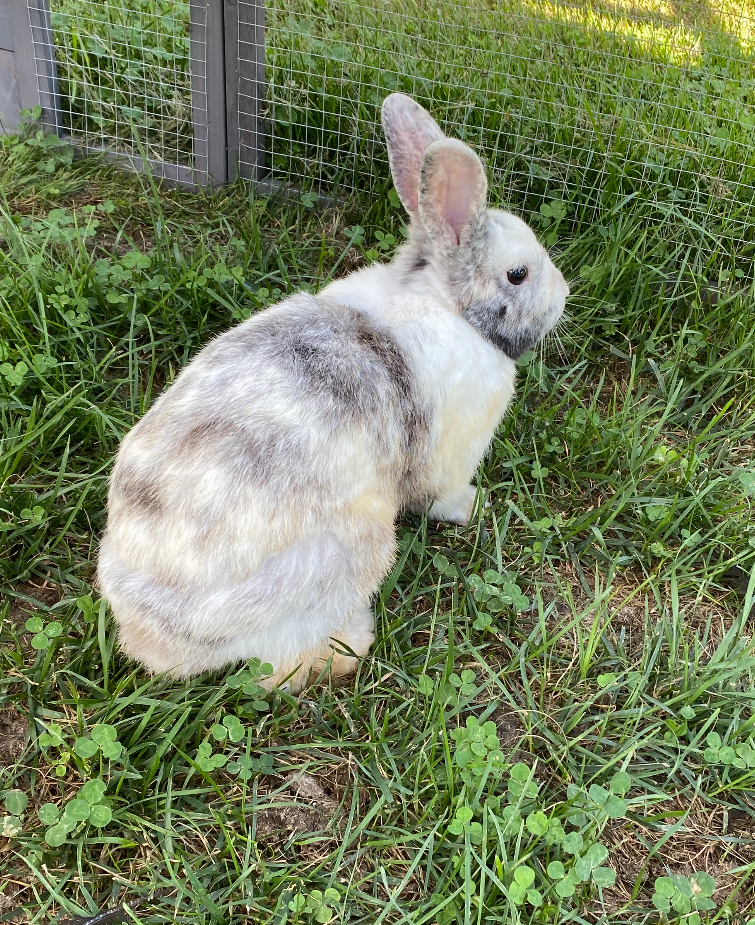 Rabbit for adoption - Calvin, a Harlequin in Maineville, OH | Petfinder