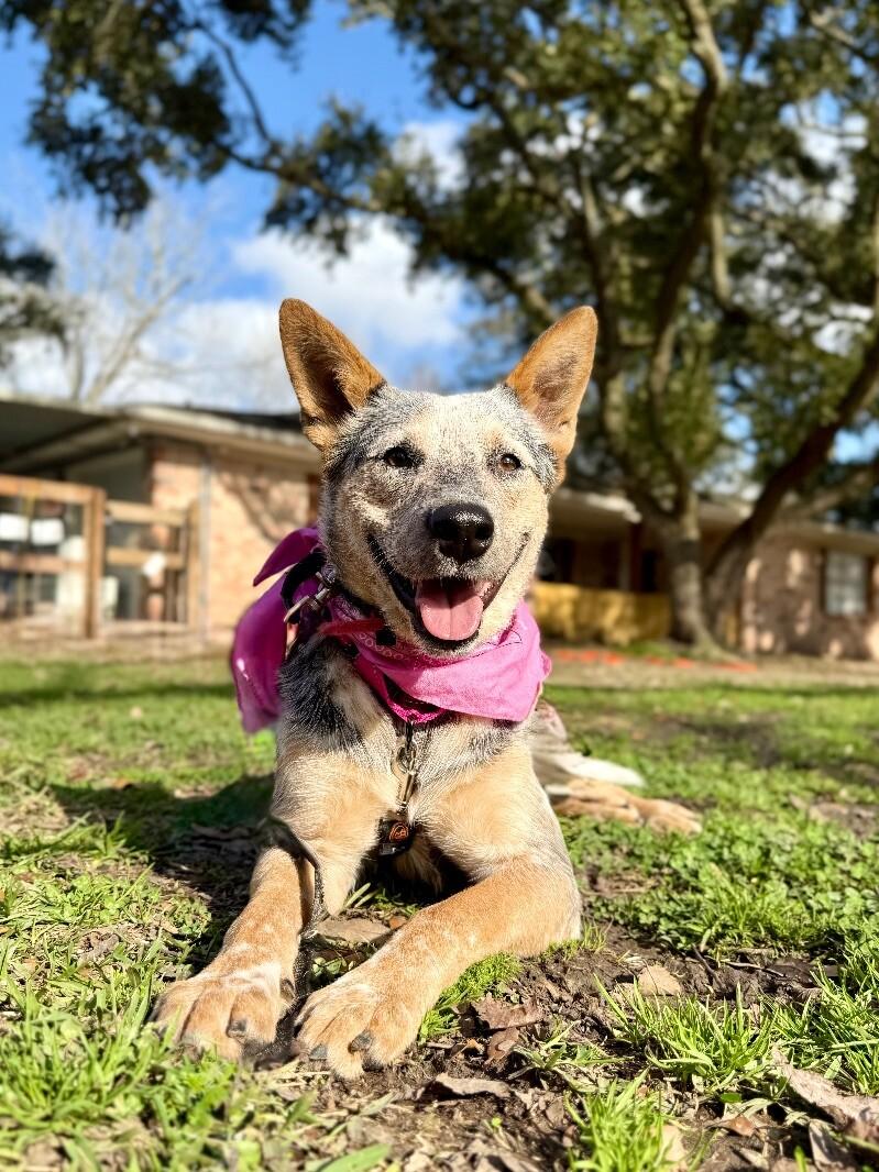 Dog for adoption - Greyson the Gentleman, a Cattle Dog & Australian ...