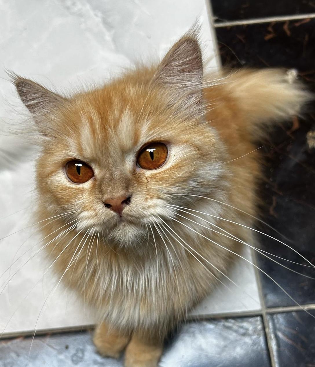 Cat for adoption - Soso- 9 months Orange Female, a Siberian & Persian ...