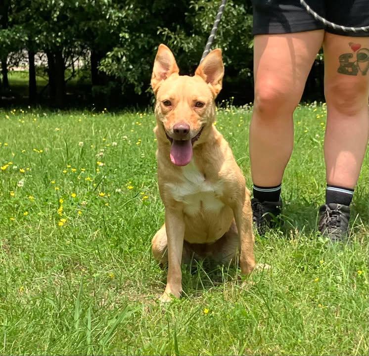 Dog for adoption - Hadley, a Shepherd Mix in Jackson, TN | Petfinder