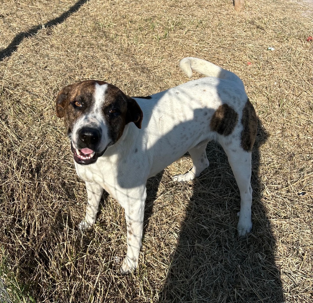 Dog for adoption - Meatball, a Mastiff Mix in Portland, OR | Petfinder