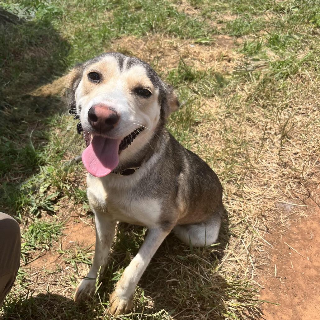 Dog for adoption - Baby Girl, a Husky Mix in Elgin, TX | Petfinder