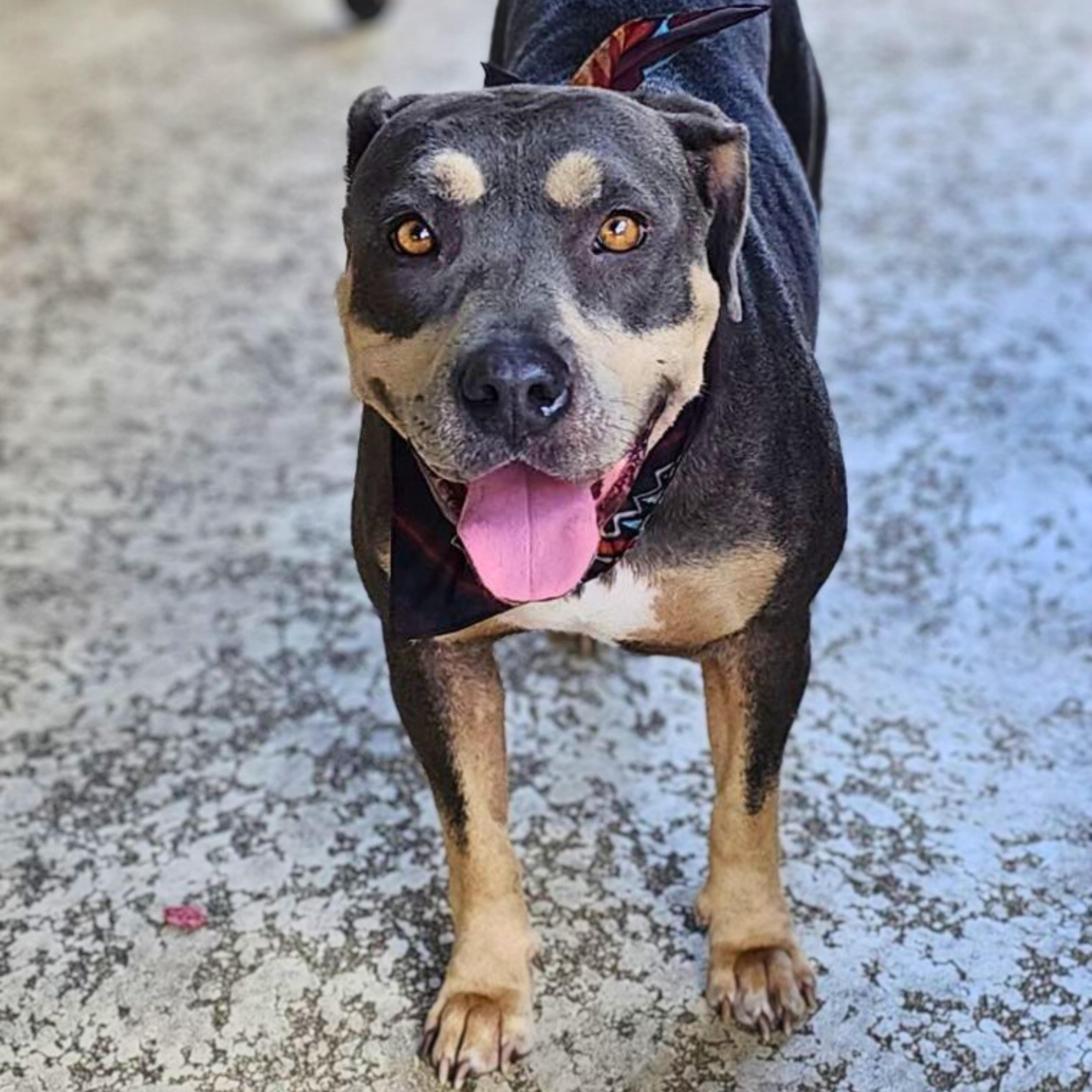 Dog for adoption - Pearl Sue, a Pit Bull Terrier in Benton Harbor , MI ...