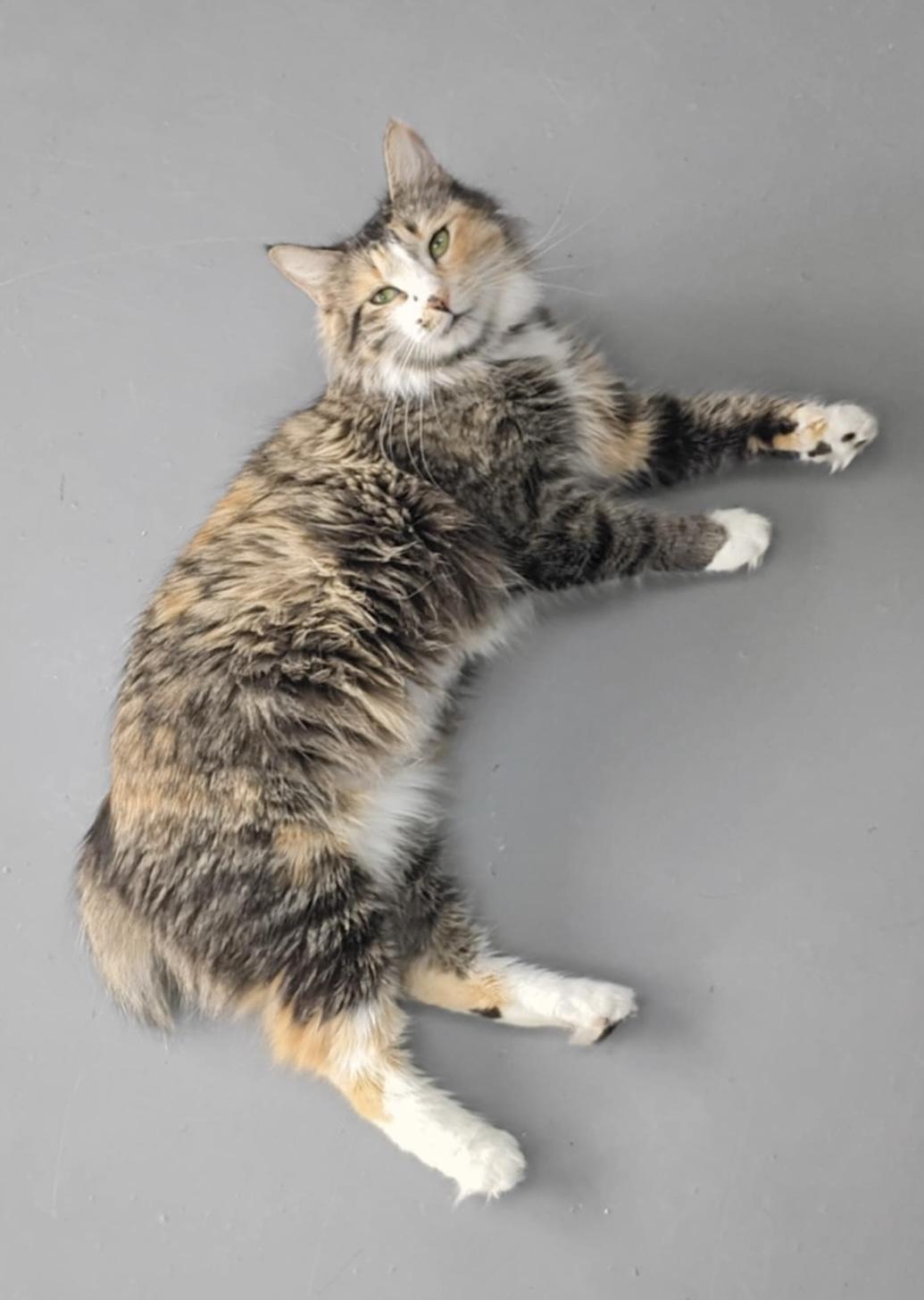 Cat for adoption - Chloe, a Maine Coon & Manx Mix in Tavares, FL ...
