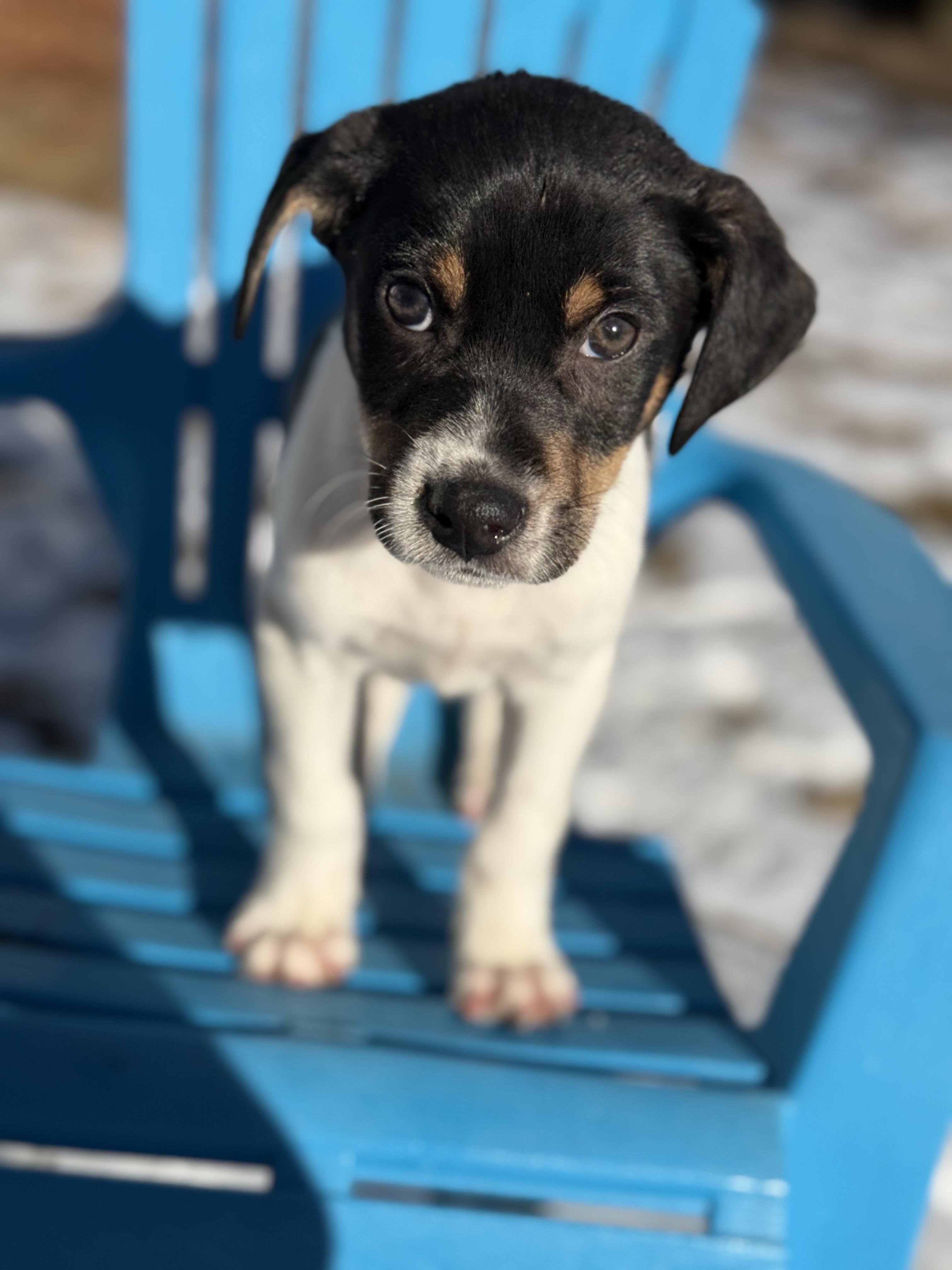 Dog for adoption - THEO-Local, a Hound Mix in Warwick, RI | Petfinder