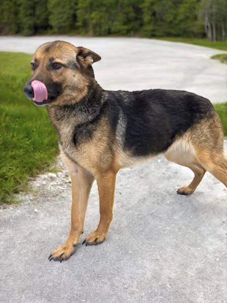 Dog for adoption - Lucy, a German Shepherd Dog in Fremont, IN | Petfinder