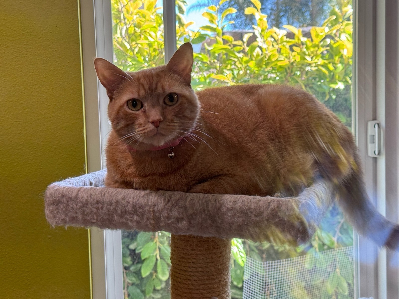 Cat for adoption - Nala The Rare & Beautiful Orange Girl (Best for ...