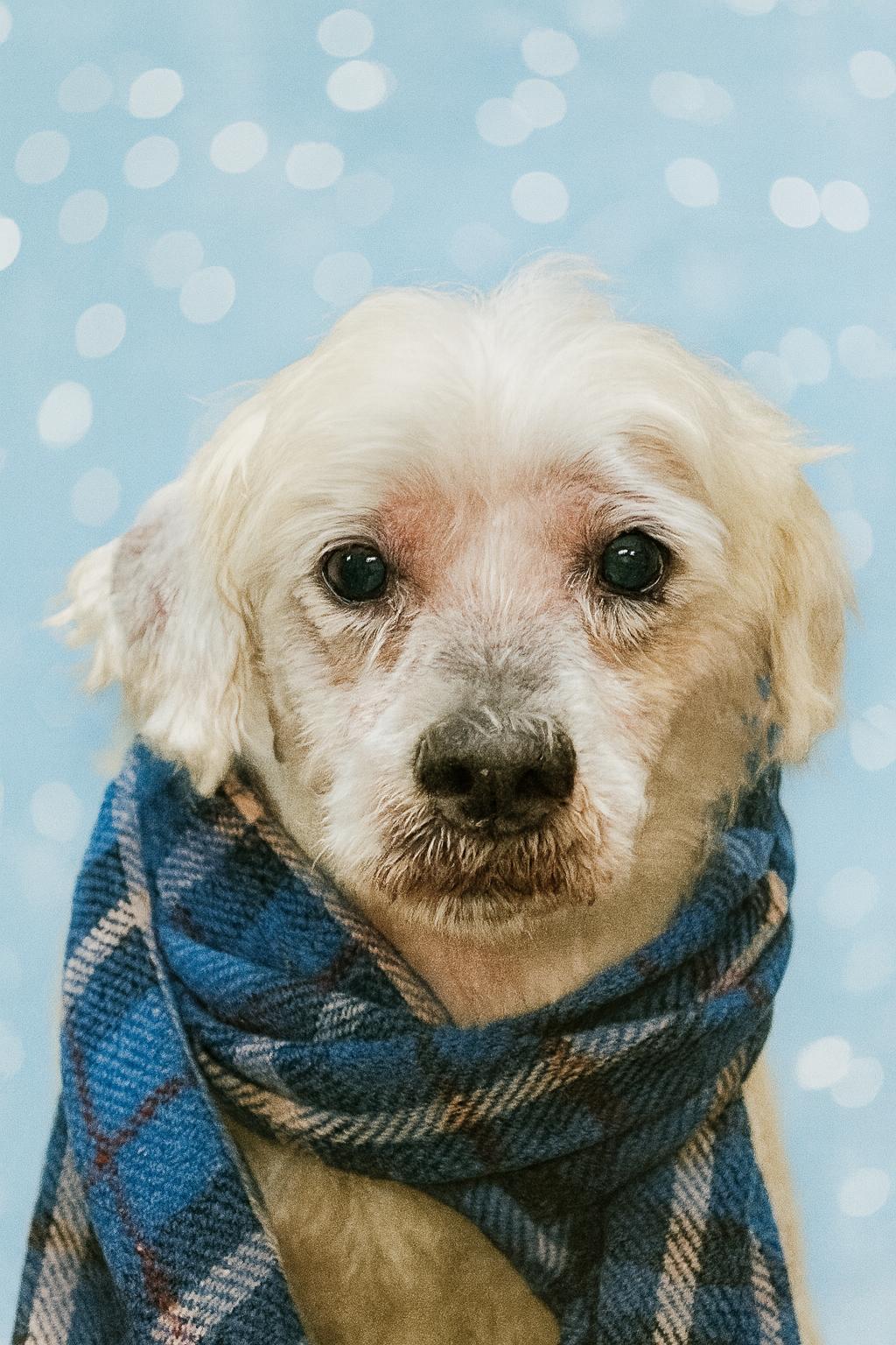 Tazzi - Adoptable Pet | Petfinder | Petfinder