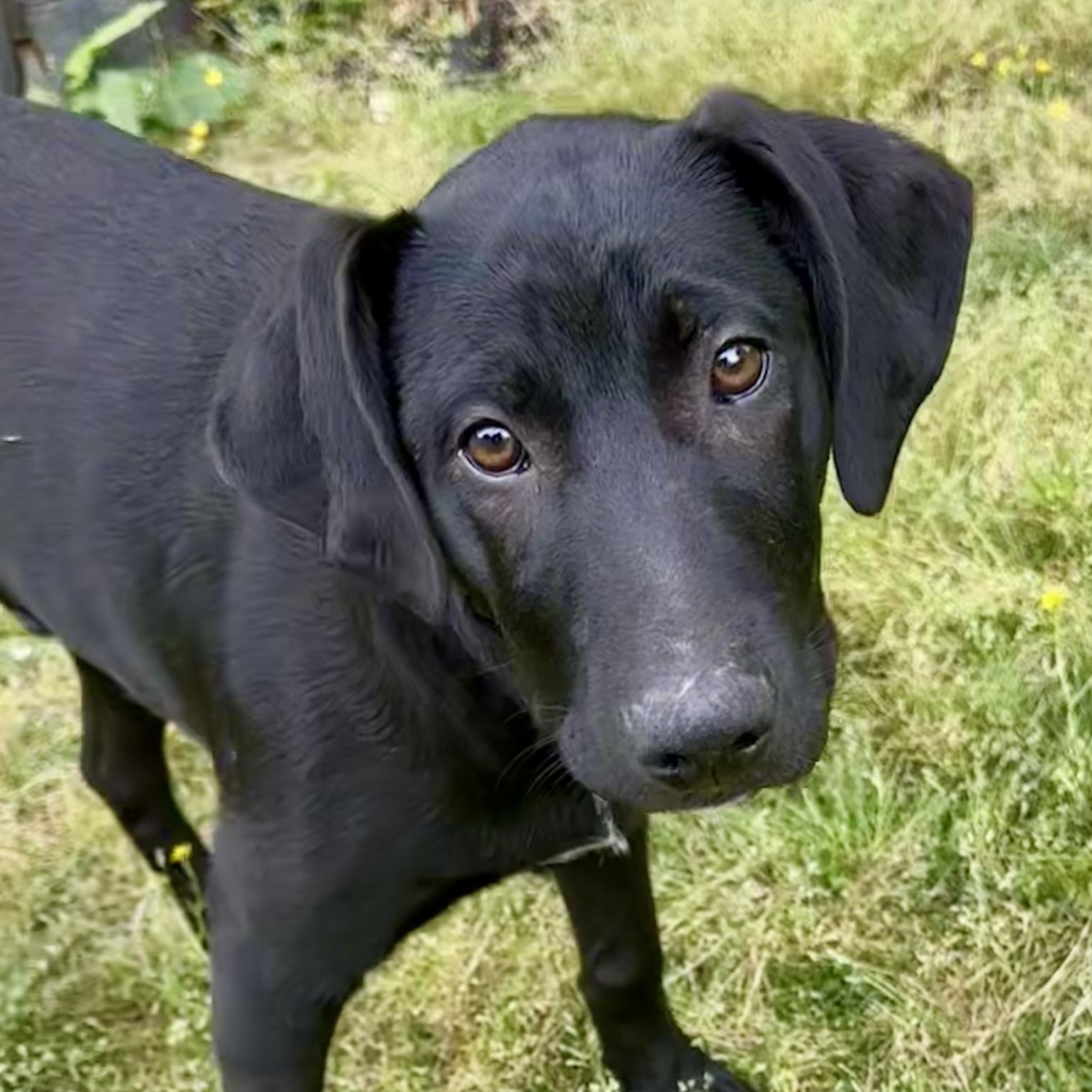 Dog for adoption - Griffin, a Labrador Retriever Mix in Medfield, MA ...
