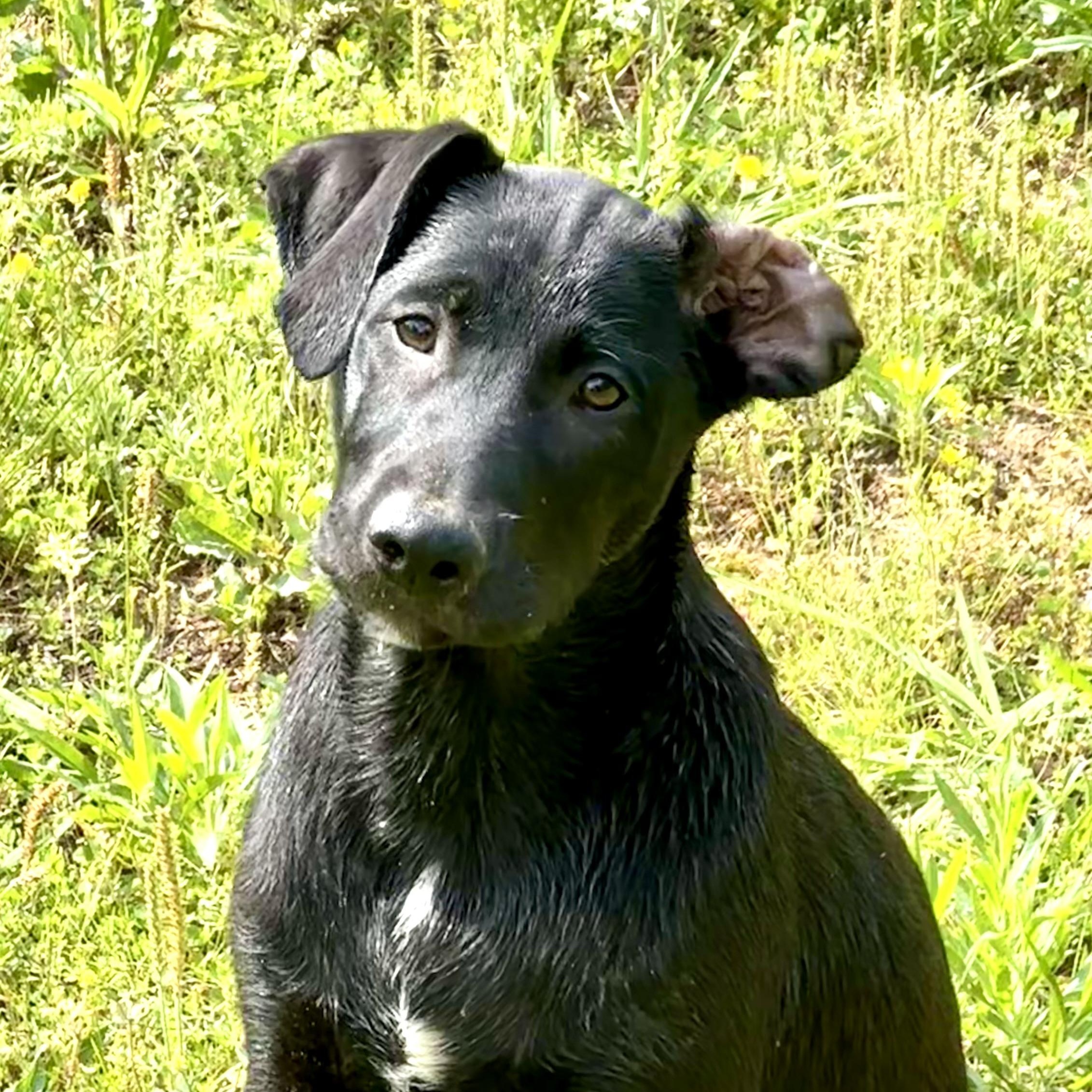 Dog for adoption - Griffin, a Labrador Retriever Mix in Medfield, MA ...