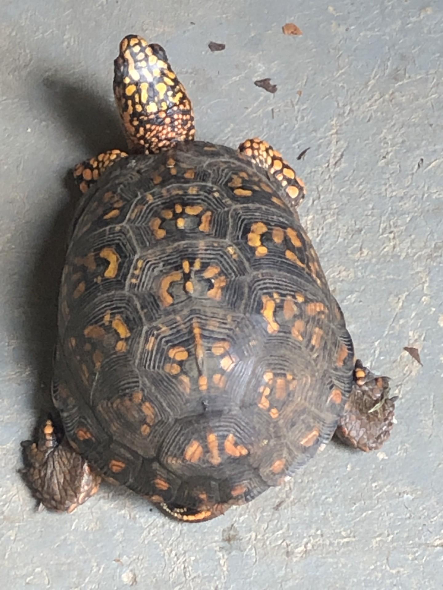 Turtle for adoption - Wallie Box, an Eastern Box in Baltimore, MD ...