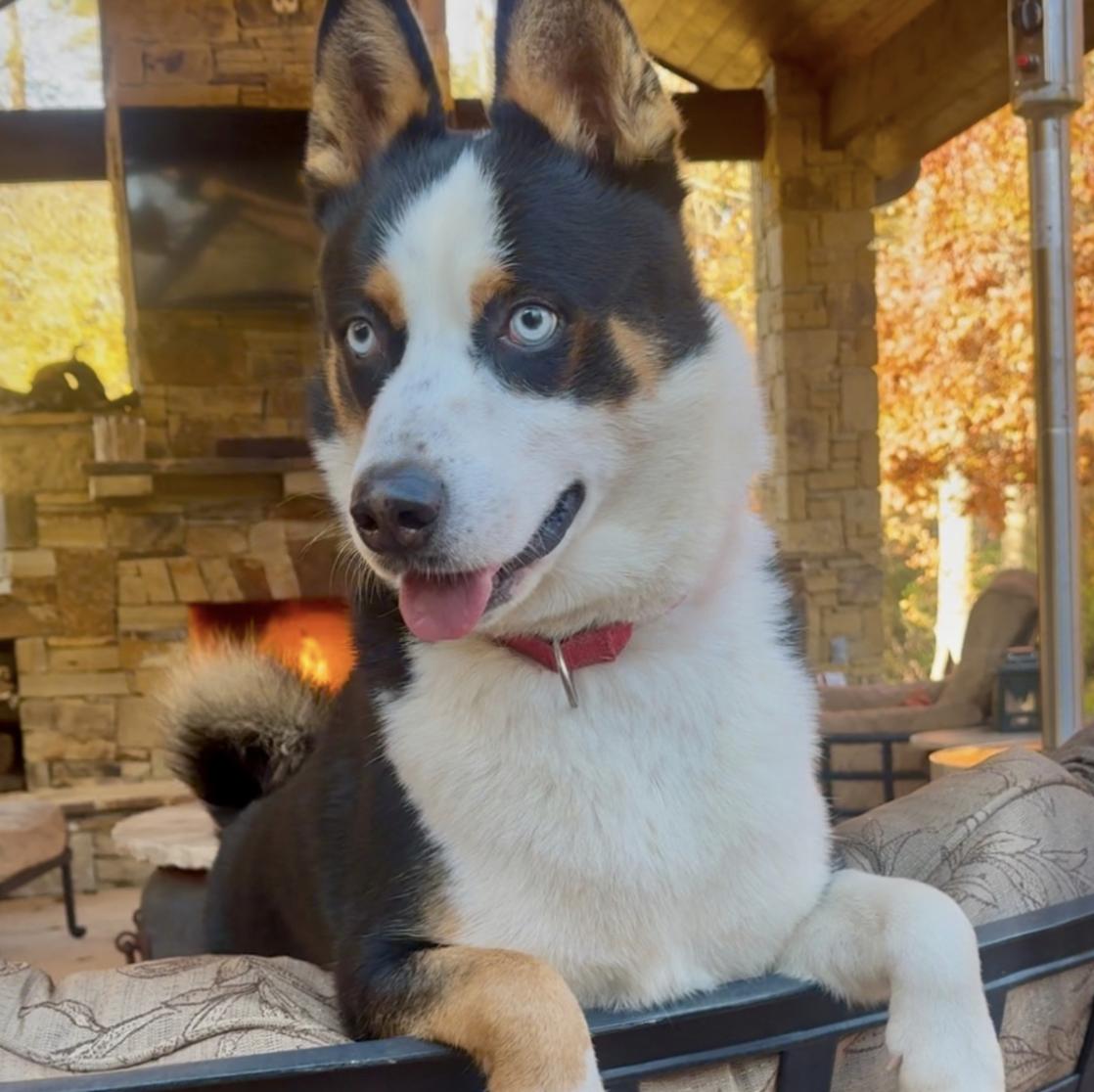 Dog for adoption - Blue, a Husky Mix in Albany, NY | Petfinder