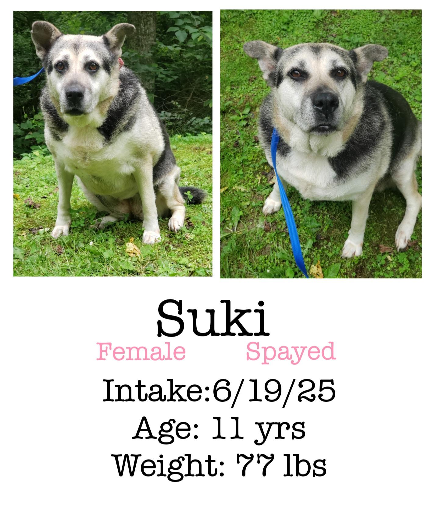 Dog for adoption - Suki, a German Shepherd Dog Mix in Staffordsville, KY | Petfinder
