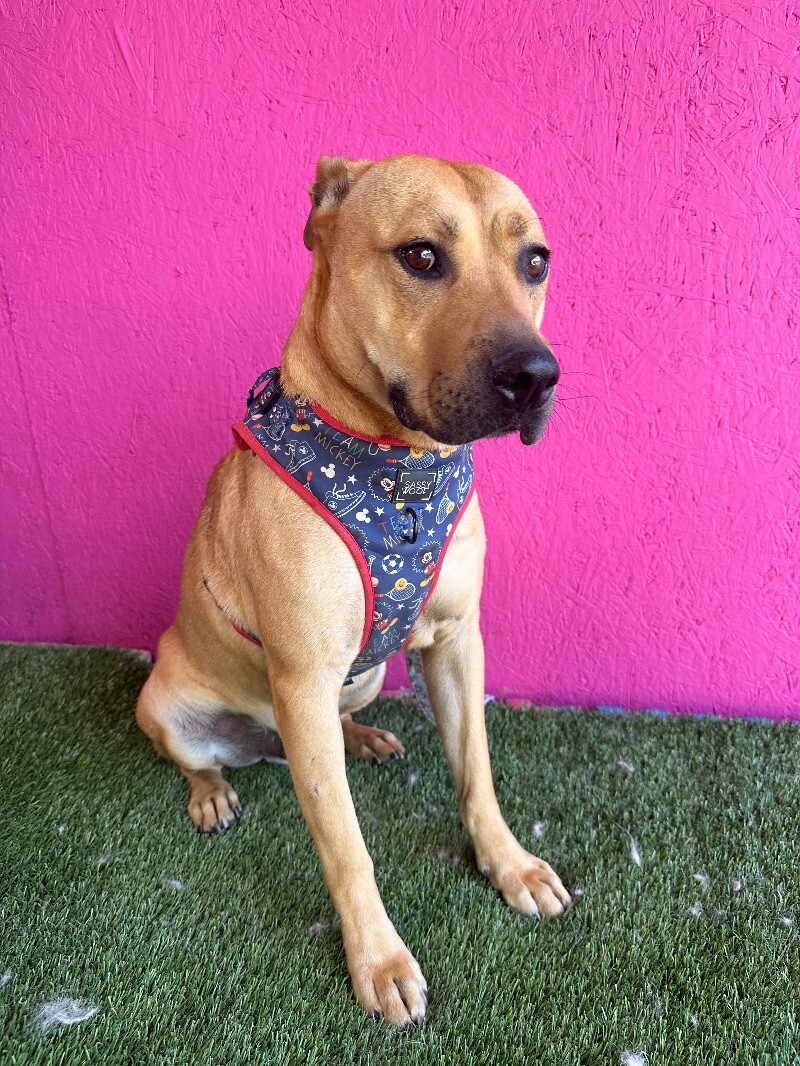 Dog for adoption - Stumpy, a Black Mouth Cur & Pit Bull Terrier Mix in ...