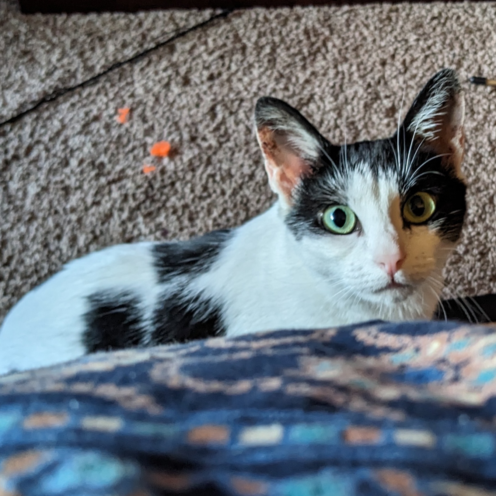 Adopt a Cat | coloradofelinefosterrescue.org