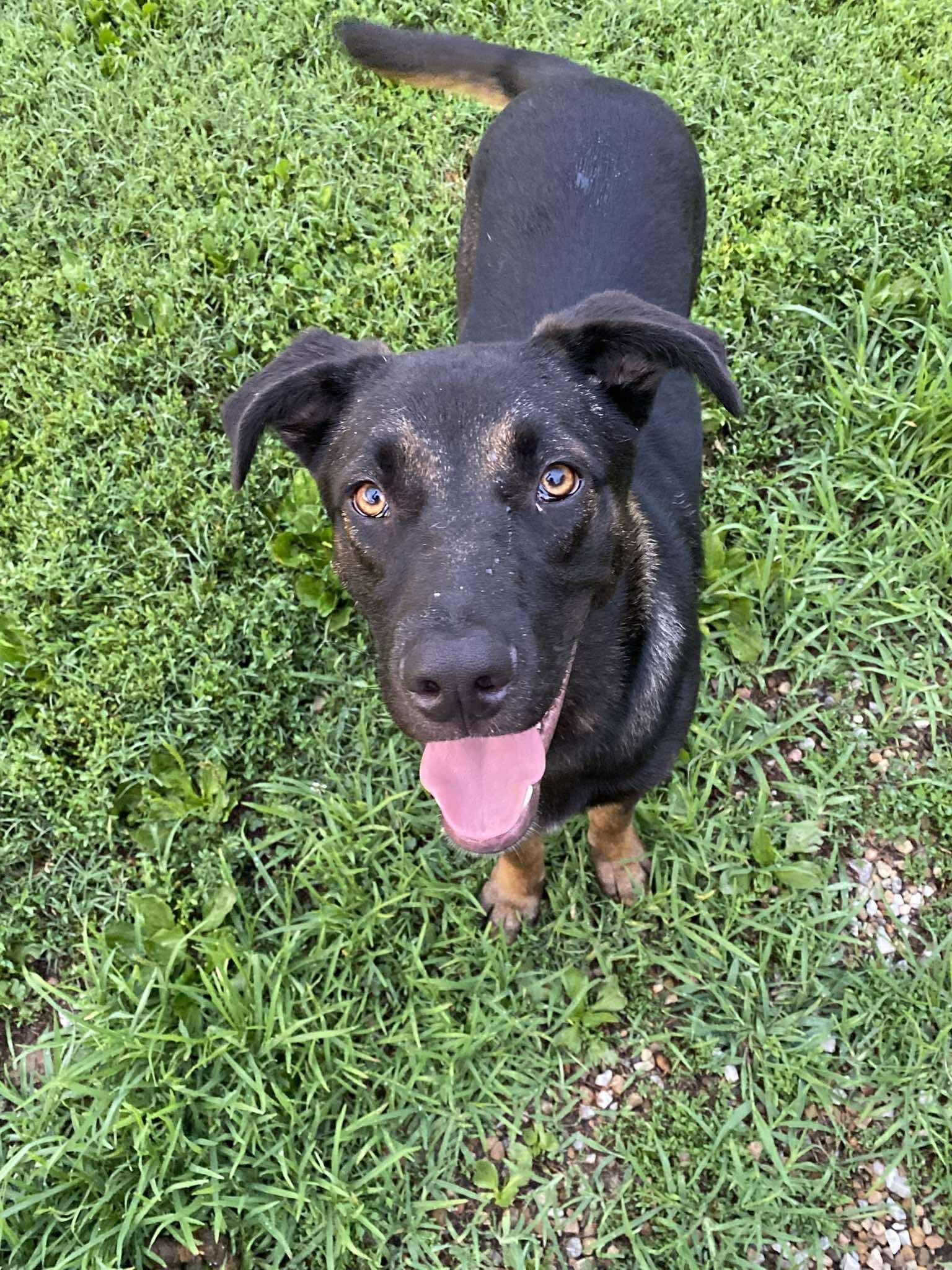 Dog for adoption - Yannick (7mo CAT TOLERANT), a German Shepherd Dog ...