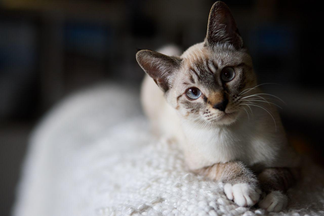 Cat for adoption - Oats, a Siamese & Domestic Short Hair Mix in ...