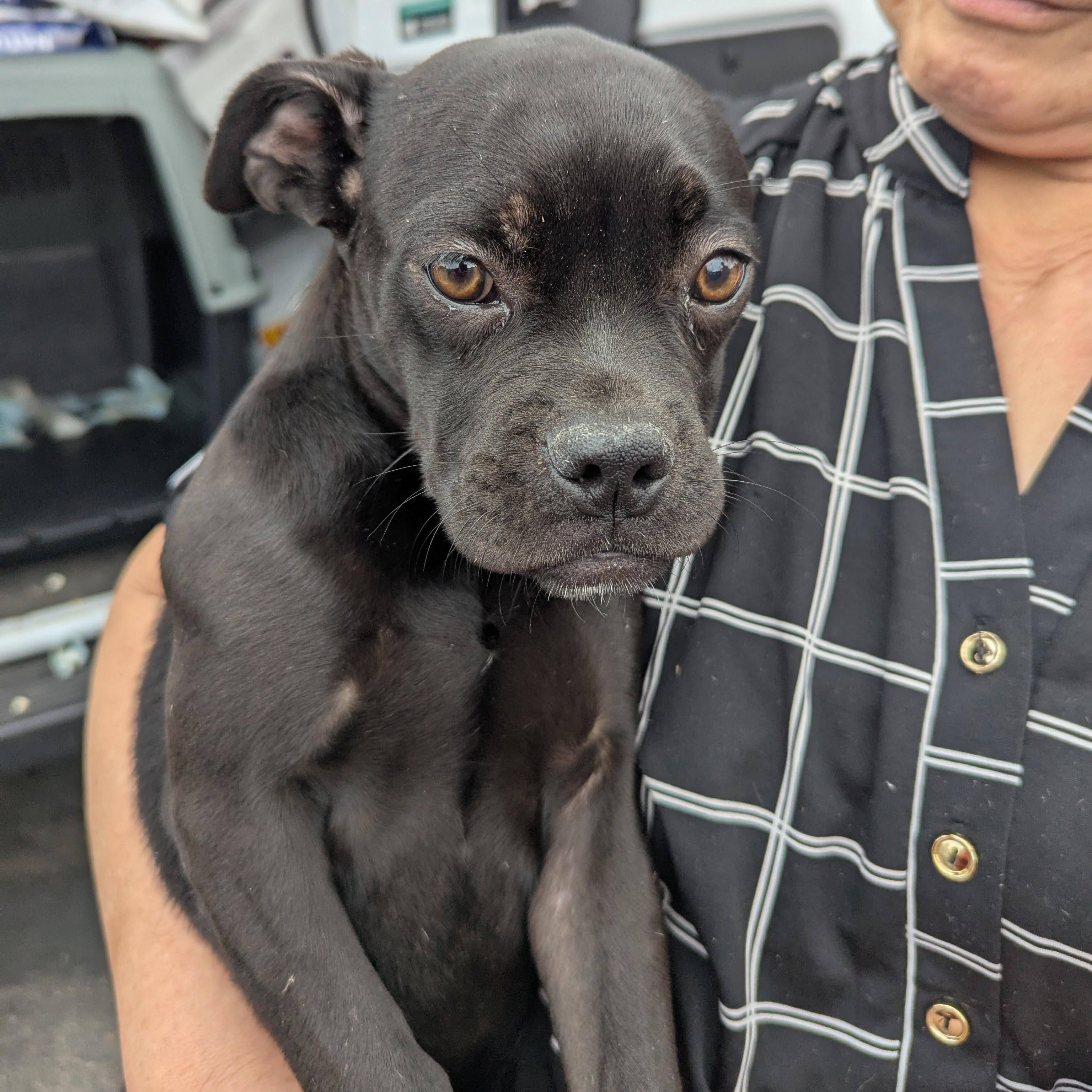 Dog for adoption - Lisa, a Boxer & Pug Mix in Seattle, WA | Petfinder