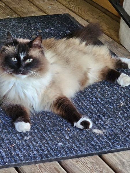 Cat for adoption - MOCCA, a Himalayan Mix in Surrey, BC | Petfinder