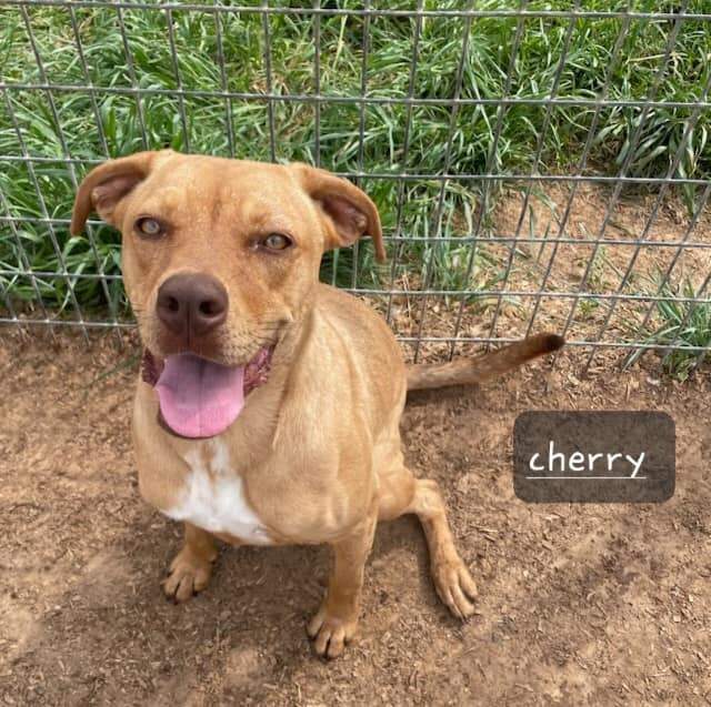 Dog for adoption - Cherry, a Labrador Retriever & Shepherd Mix in ...