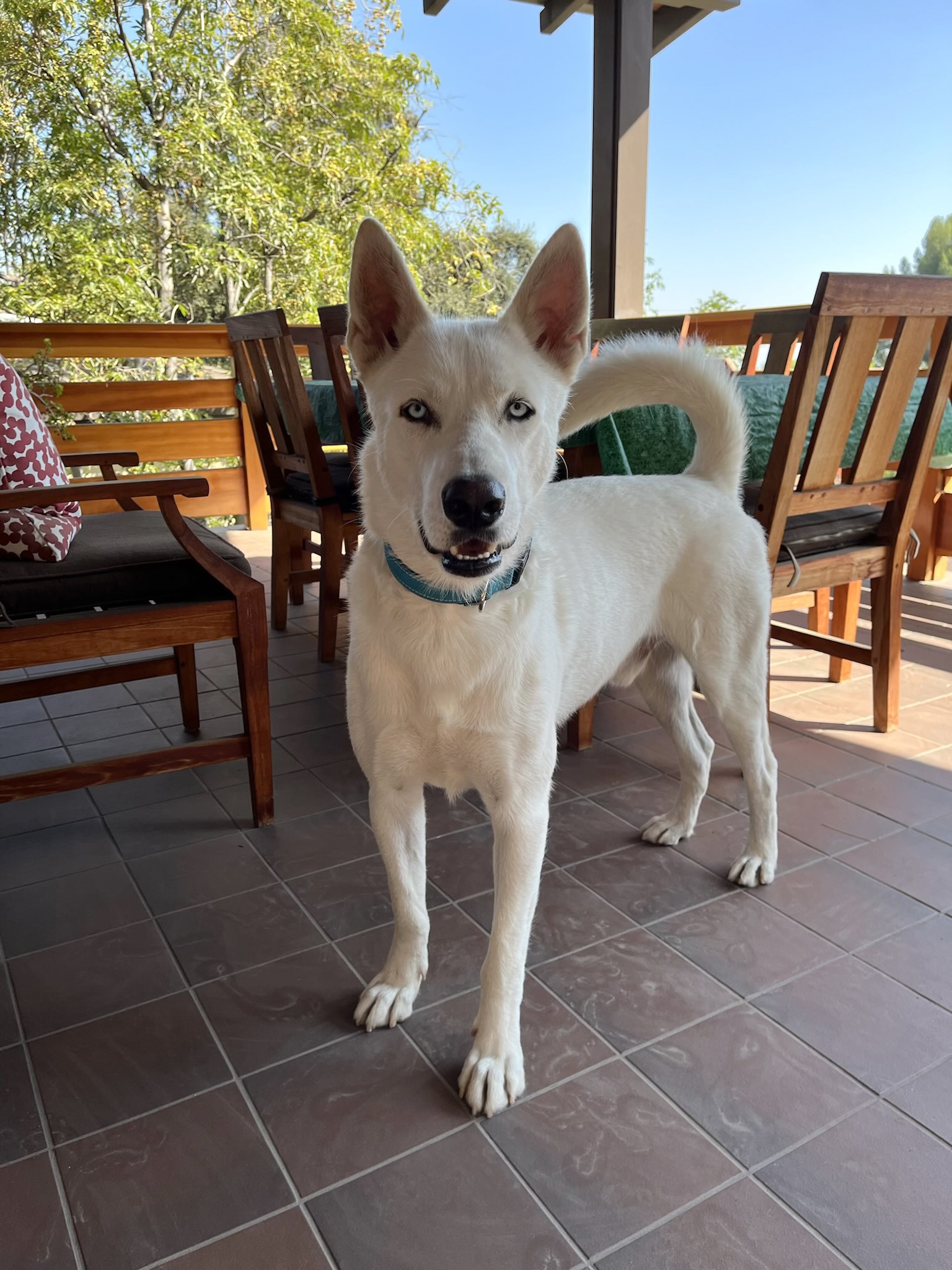 Dog for adoption - Elysian, a Husky & German Shepherd Dog Mix in ...