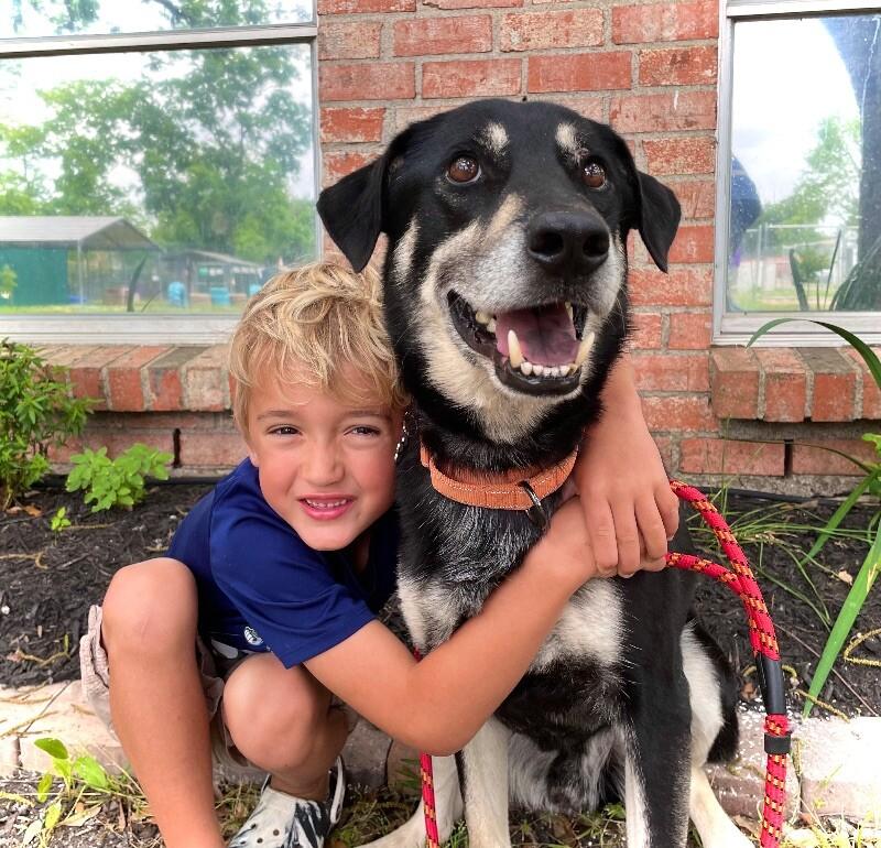 Dog for adoption - Wolfie Chili, a German Shepherd Dog & Labrador ...