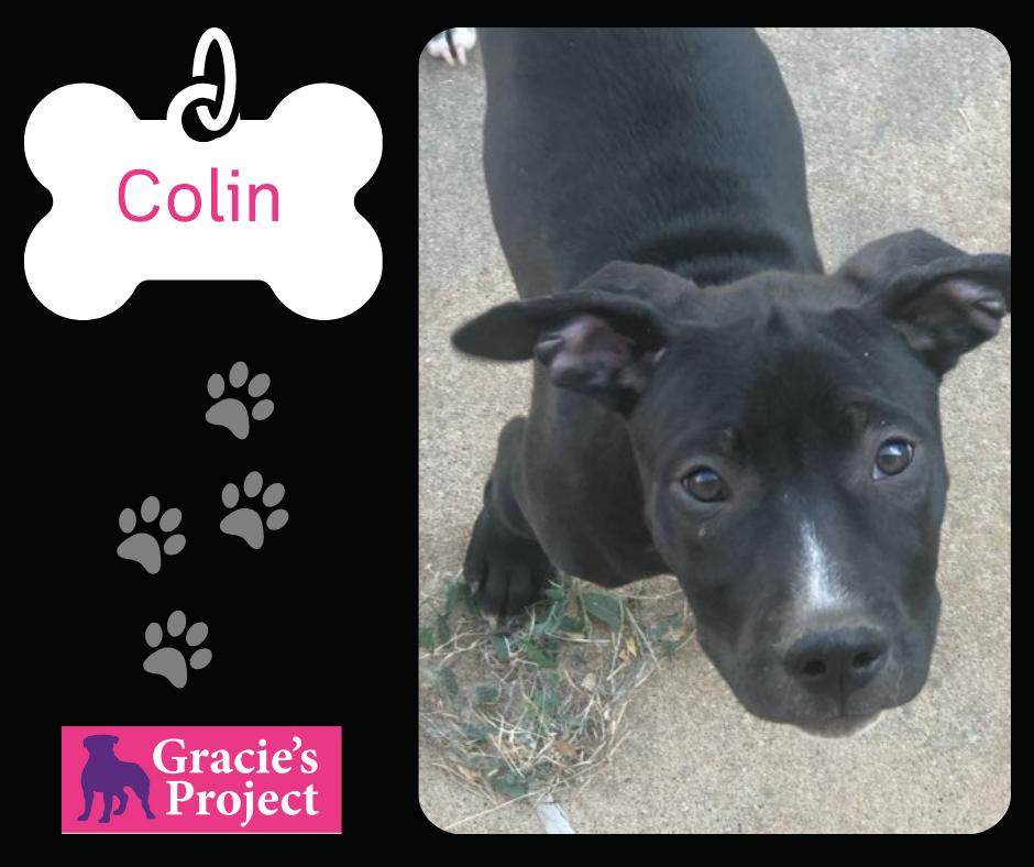 Dog for adoption - Colin, a Labrador Retriever & German Shepherd Dog ...