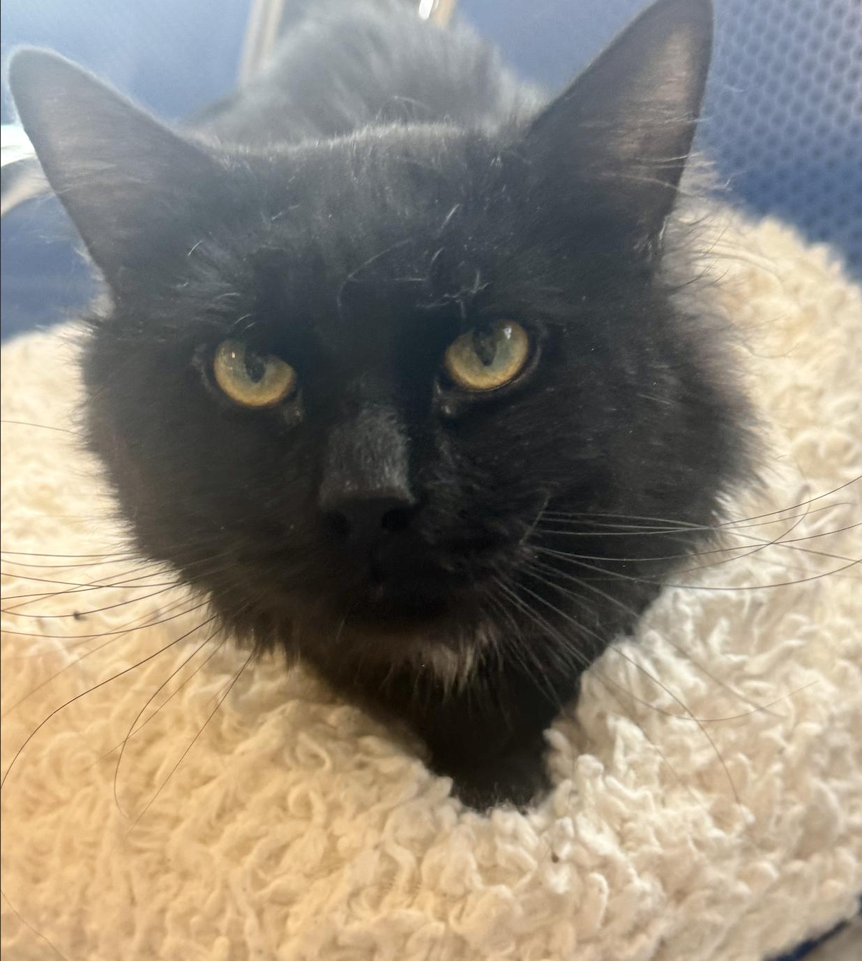 Cat for adoption - Boo, a Domestic Long Hair in Buena Vista, CO | Petfinder