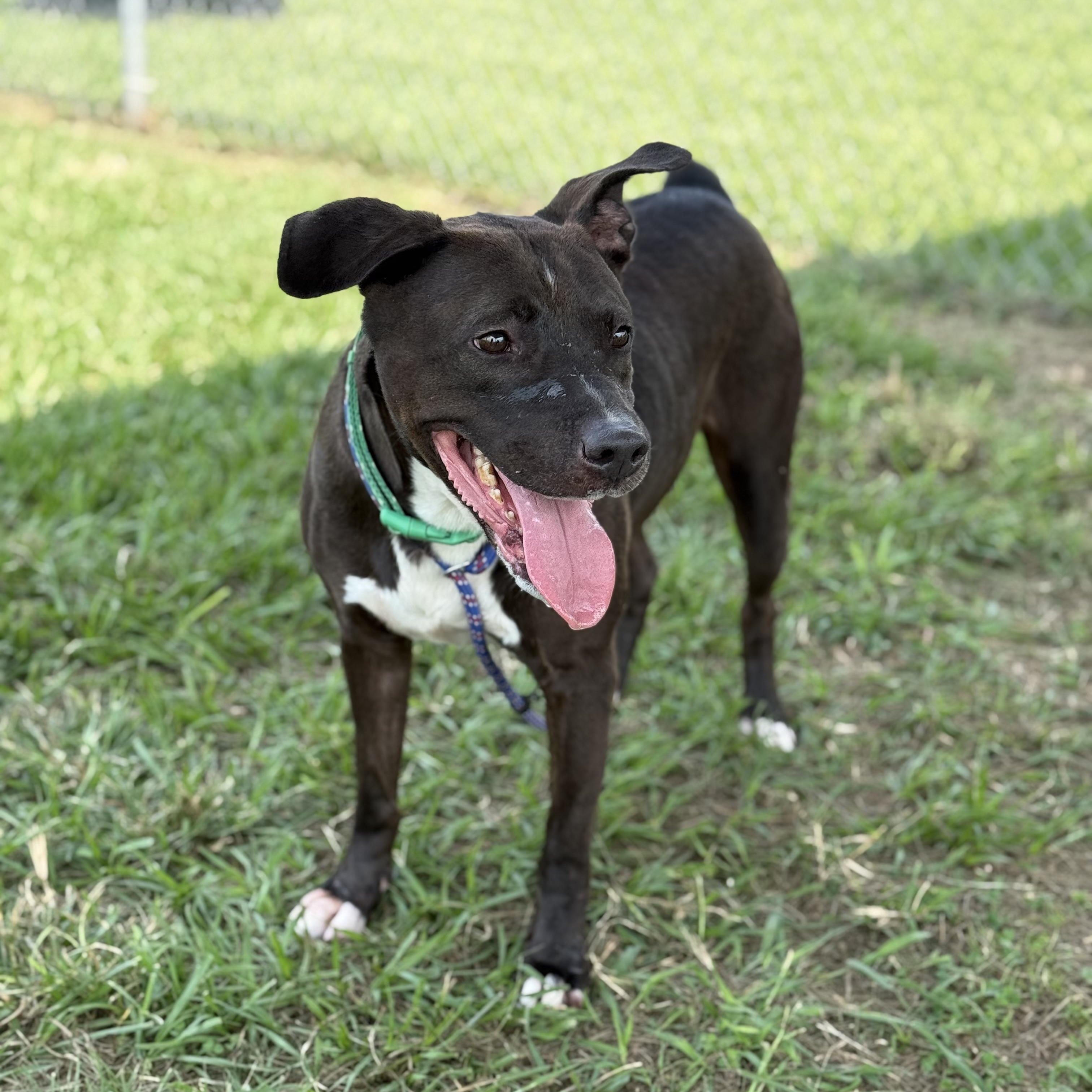 Dog for adoption - Acer, a Labrador Retriever Mix in Portland, ME ...