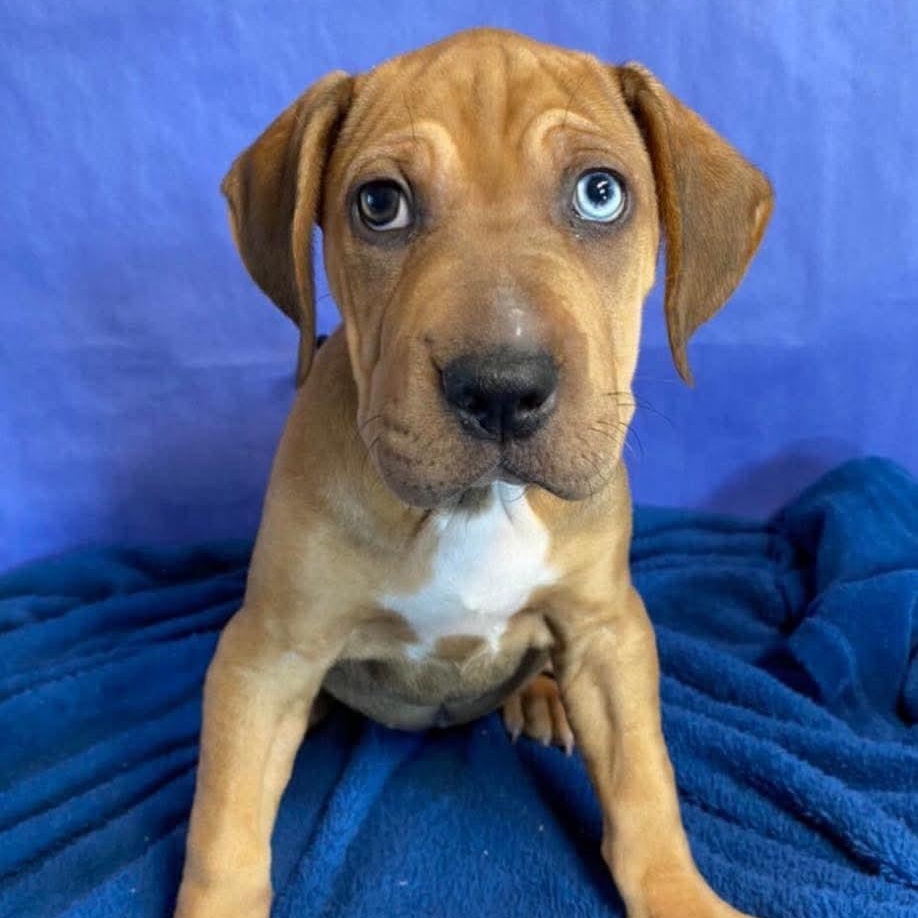 Dog for adoption - Samantha, a Rhodesian Ridgeback & Shar-Pei Mix in ...