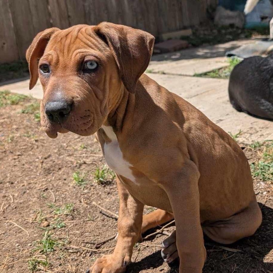 Dog for adoption - Samantha, a Rhodesian Ridgeback & Shar-Pei Mix in ...