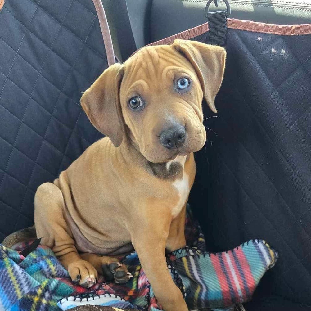 Dog for adoption - Samantha, a Rhodesian Ridgeback & Shar-Pei Mix in ...