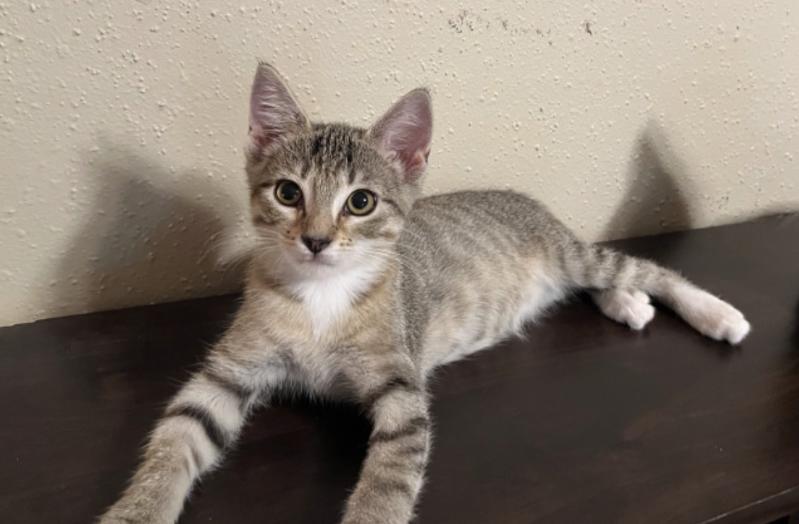 Cat for adoption - Hera, a Tabby in vancouver, WA | Petfinder