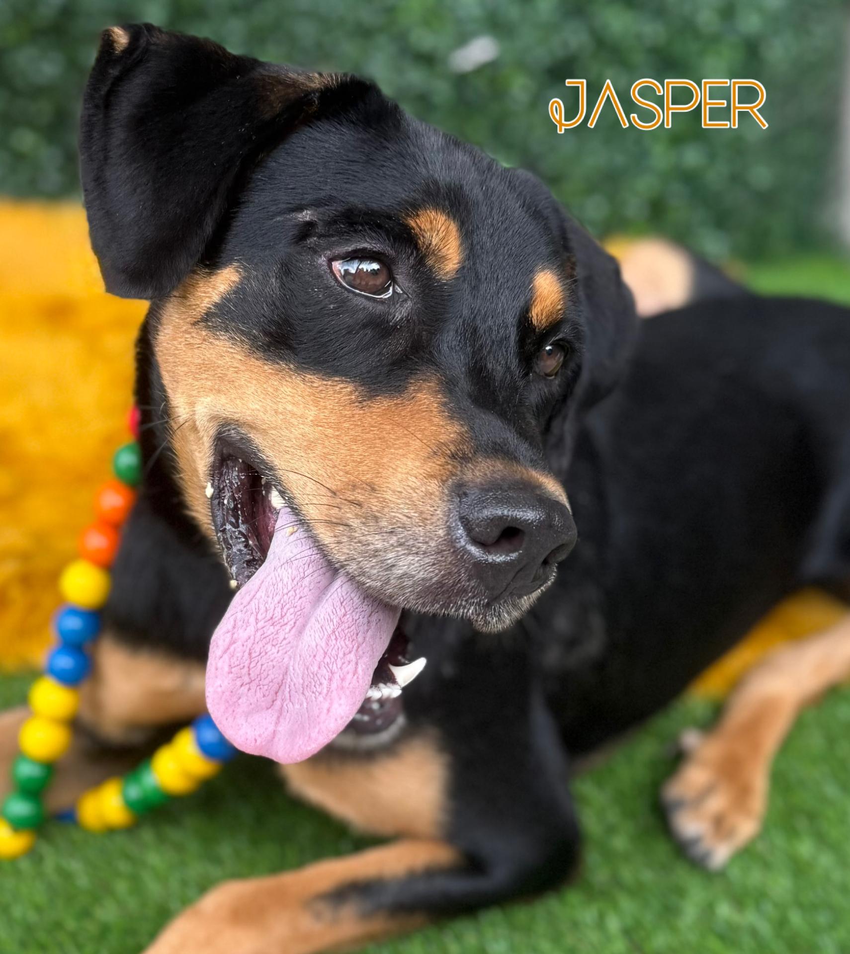 Dog for adoption - Jasper, a Rottweiler & Labrador Retriever Mix in ...