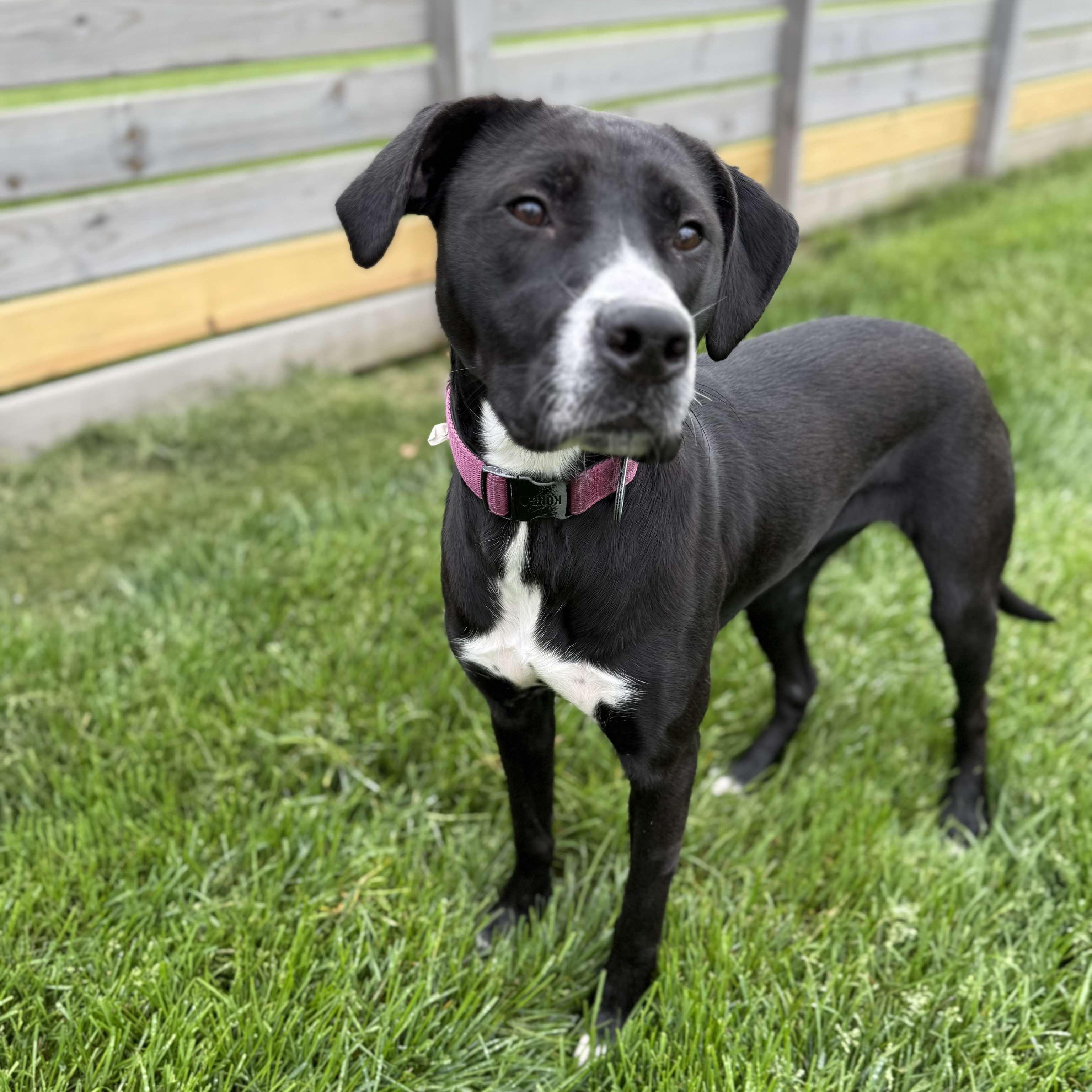 Dog for adoption - Coco Chanel, a Border Collie & Labrador Retriever ...