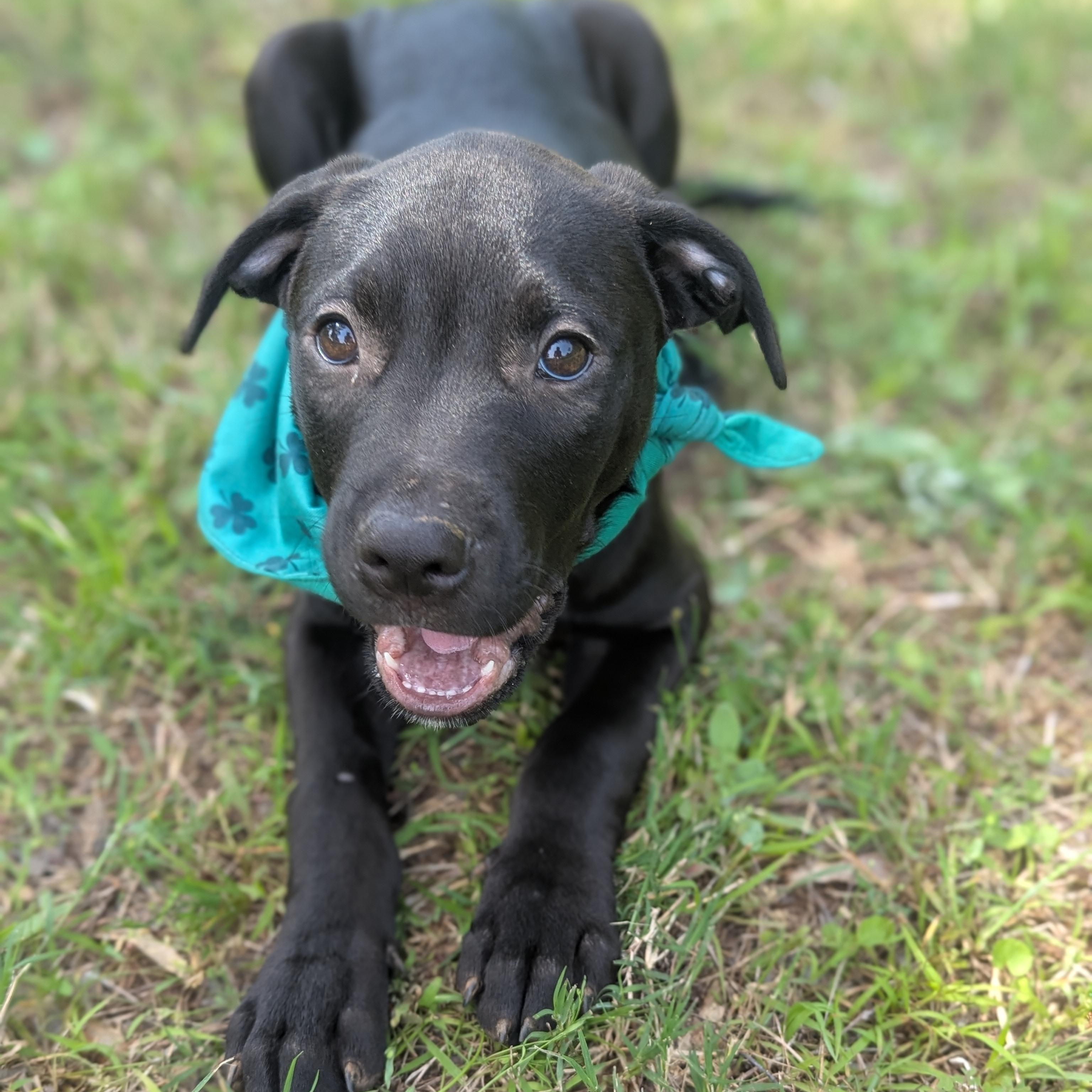 Dog for adoption - Nacho, a Black Labrador Retriever & Pit Bull Terrier ...