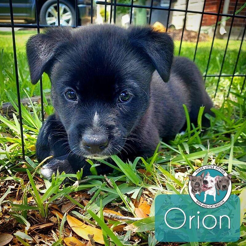 Dog for adoption - Orion Dudley, a Black Labrador Retriever & Border ...