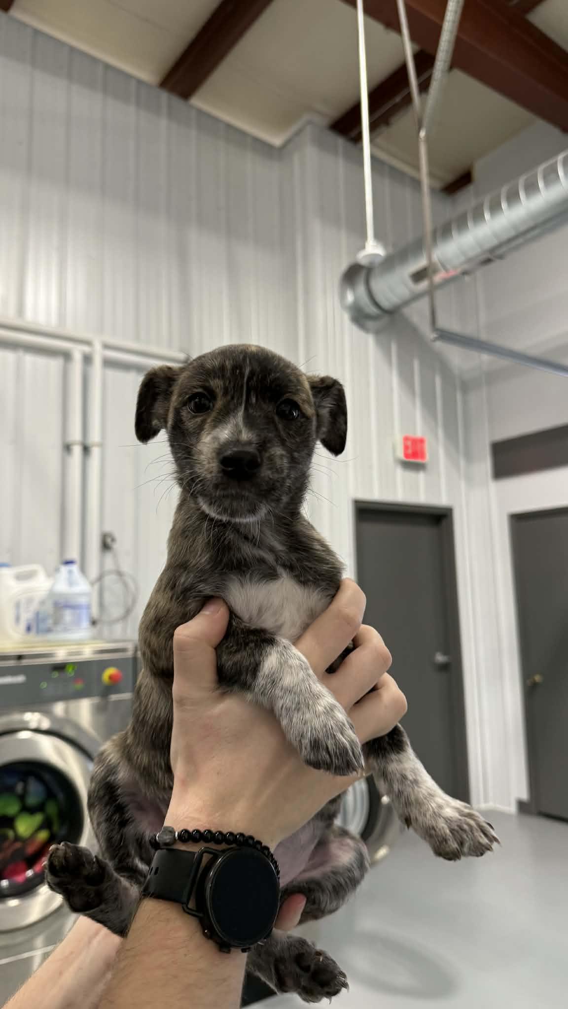 Angela Lopez - Adoptable Pet | Petfinder | Petfinder