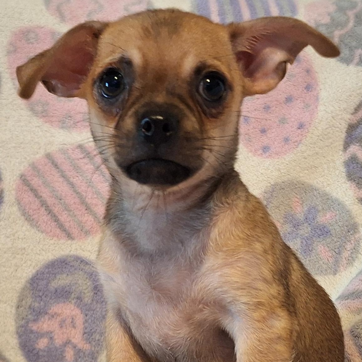 Dog for adoption - Elton John, a Pug & Chihuahua Mix in Gilbert, AZ ...